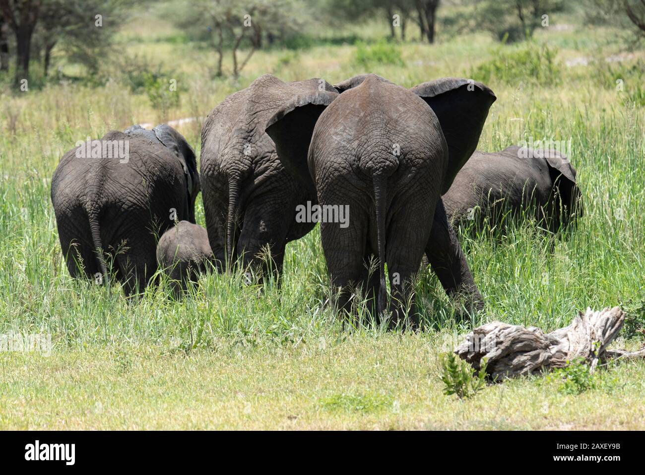 Saggy baggy elephant hi-res stock photography and images - Alamy