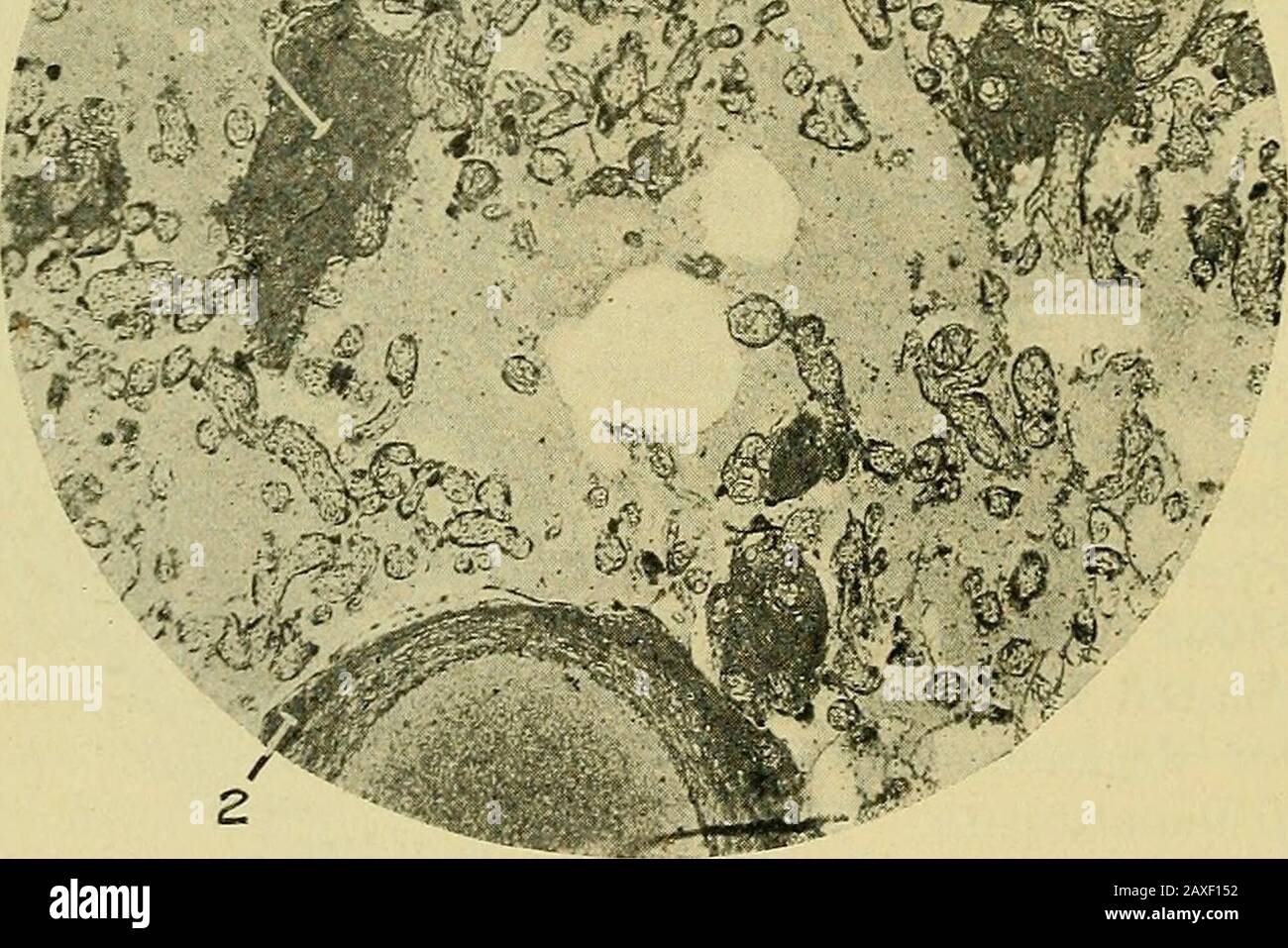 The practice of obstetrics, designed for the use of students and ...