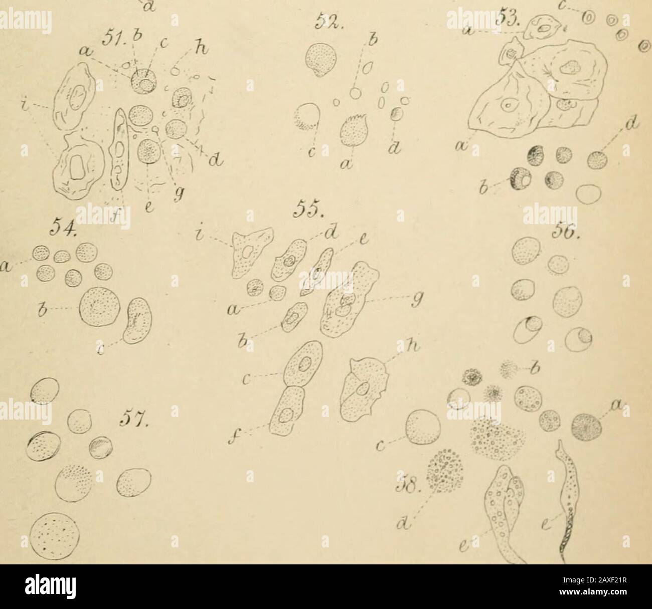 Microscopic Journal, and Structural Record . ?1^- ^r-^. ? ^3f^/.sire, 7 ...