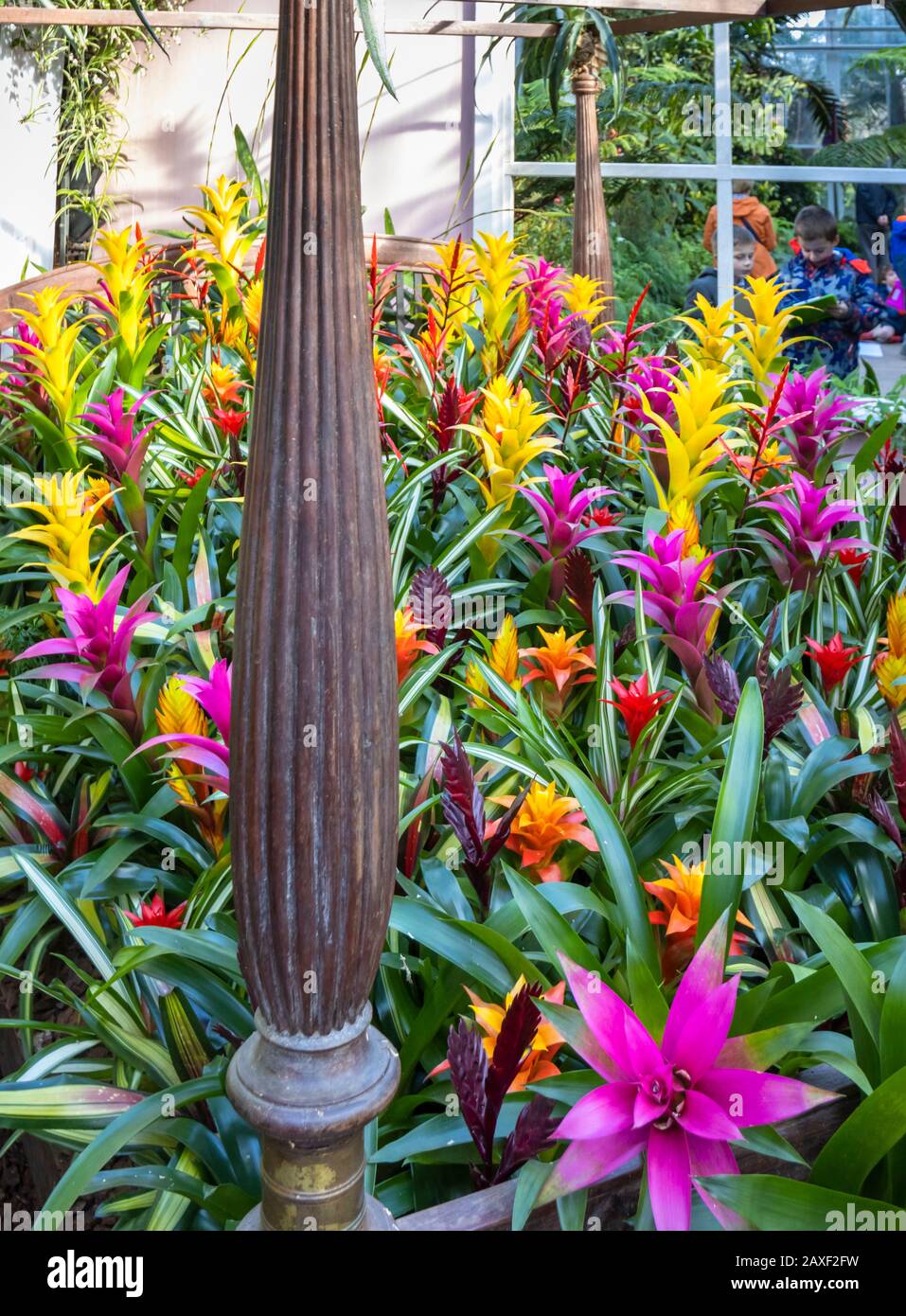 Giant bromeliad hi-res stock photography and images - Alamy