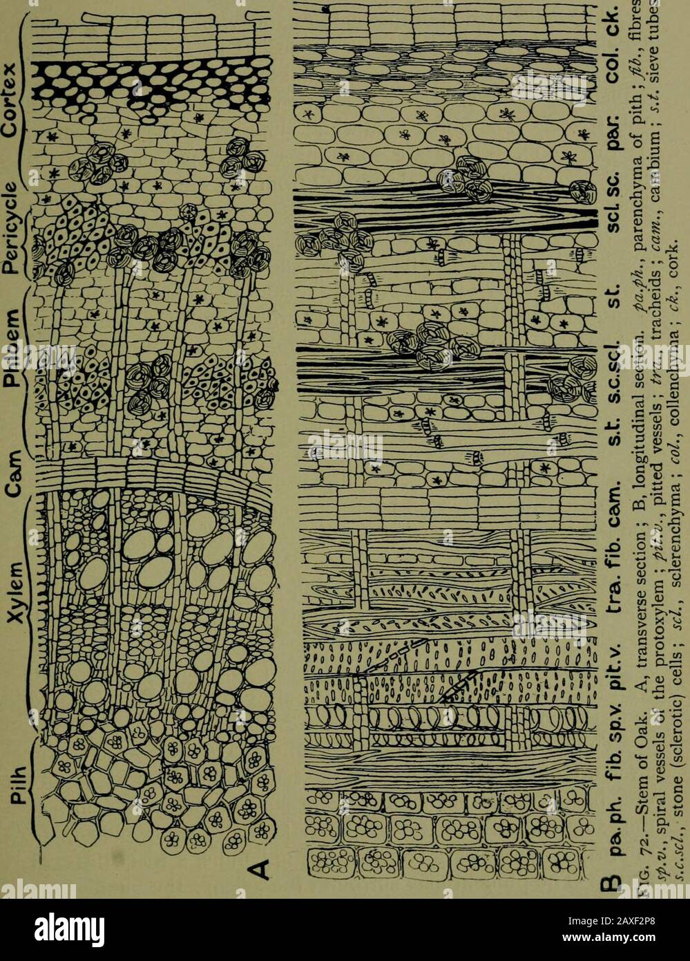 Plants and their ways in South Africa . gles form ^rc^/Z^wc^j^^a.A ...