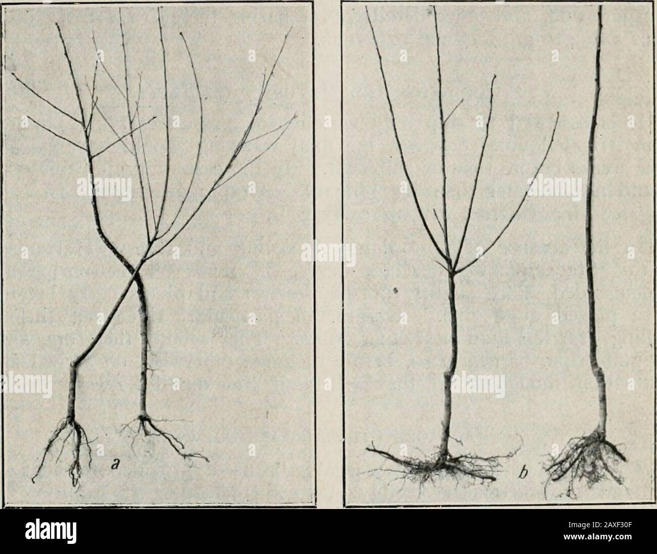 Buckling stems hi-res stock photography and images - Alamy