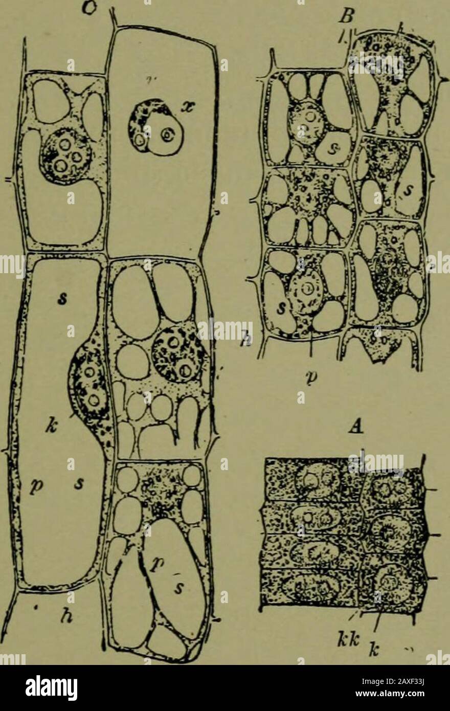 Lignified thick hi-res stock photography and images - Alamy