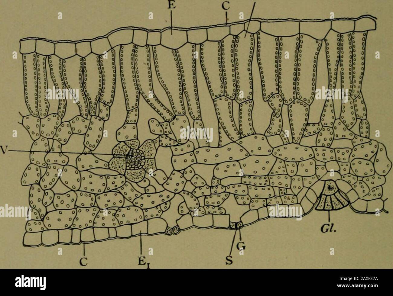 Divi divi leaf hi-res stock photography and images - Alamy
