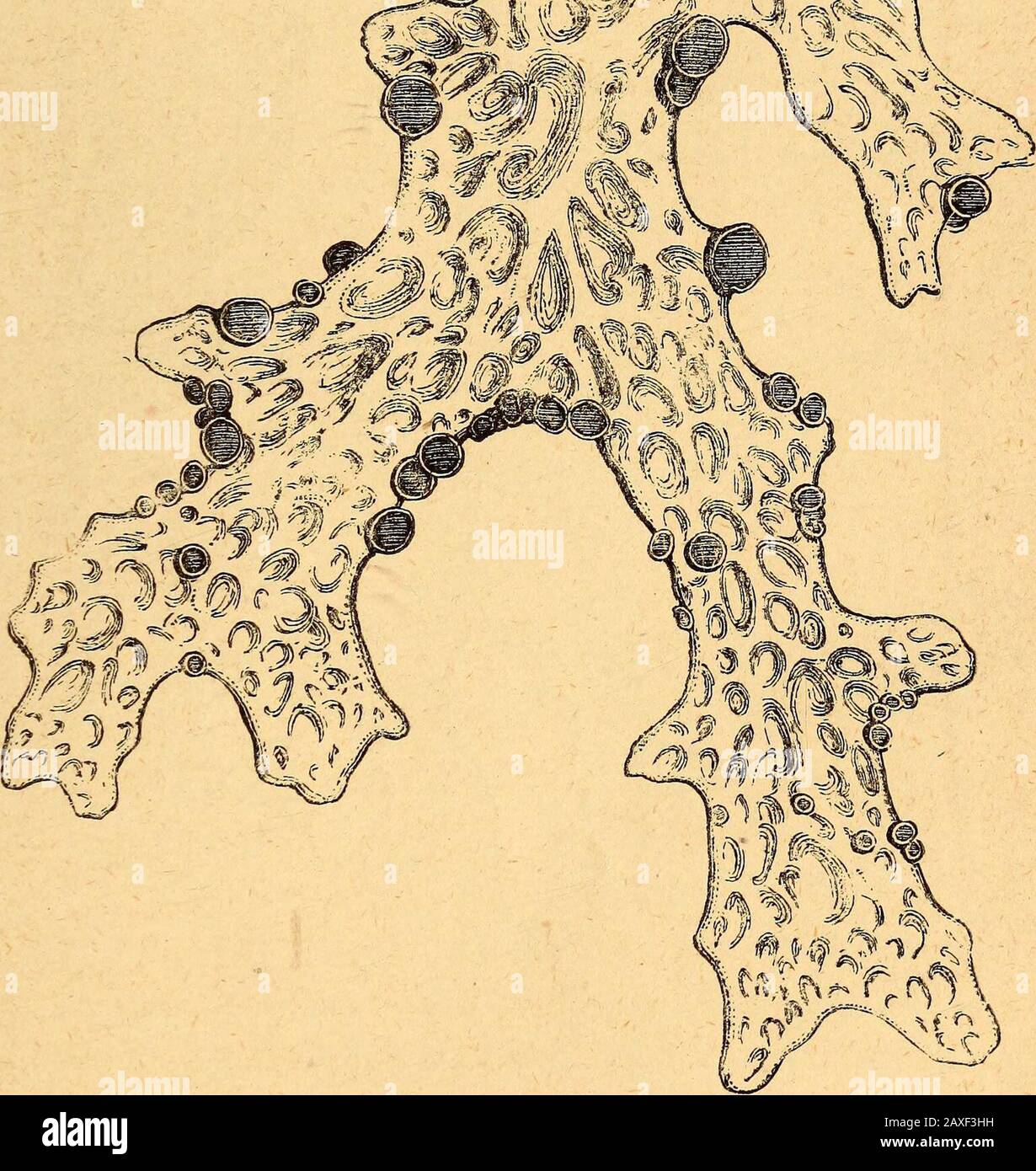 Algae classification hi-res stock photography and images - Alamy