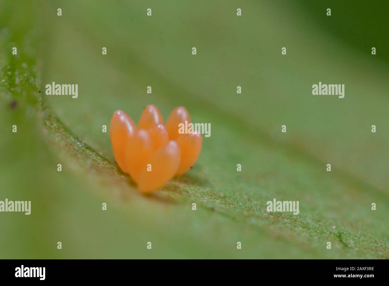 Insect eggs hi-res stock photography and images - Alamy