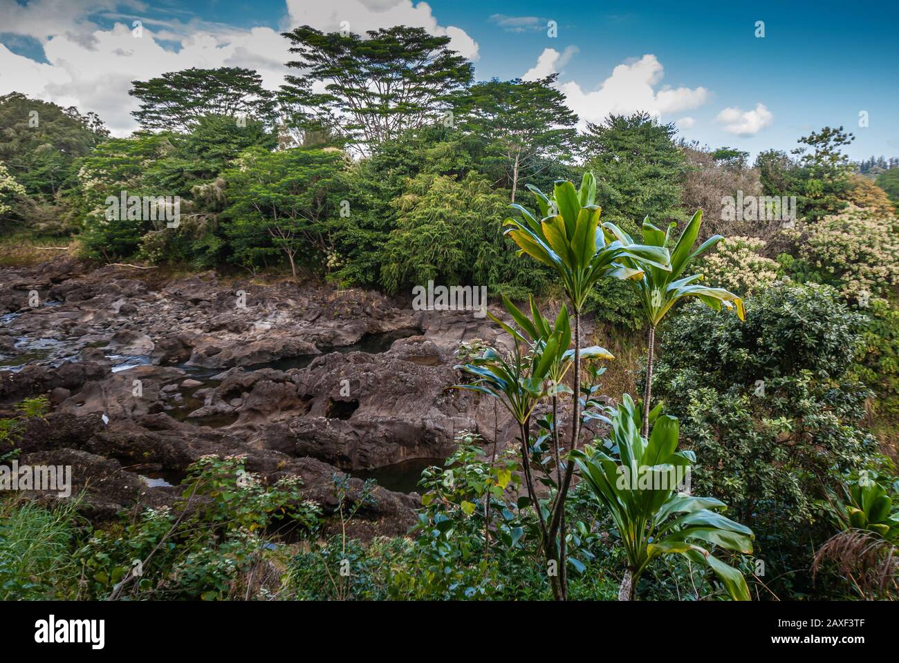 Hilo, Hawaii, USA. - January 9, 2012: Semi-dry brown rock river bed ...