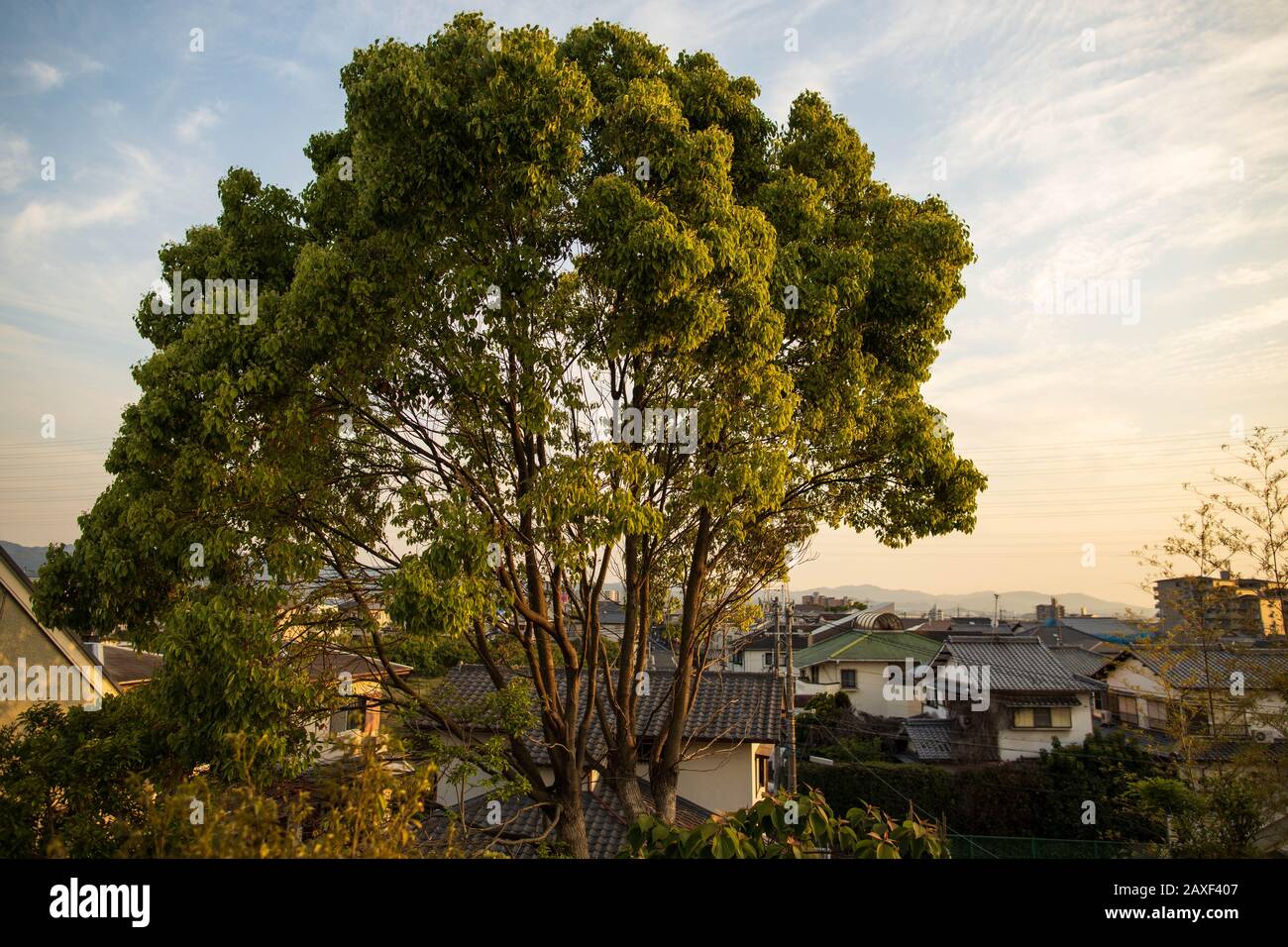 Large tree in quiet Japanese neighborhood at sunset Stock Photo - Alamy