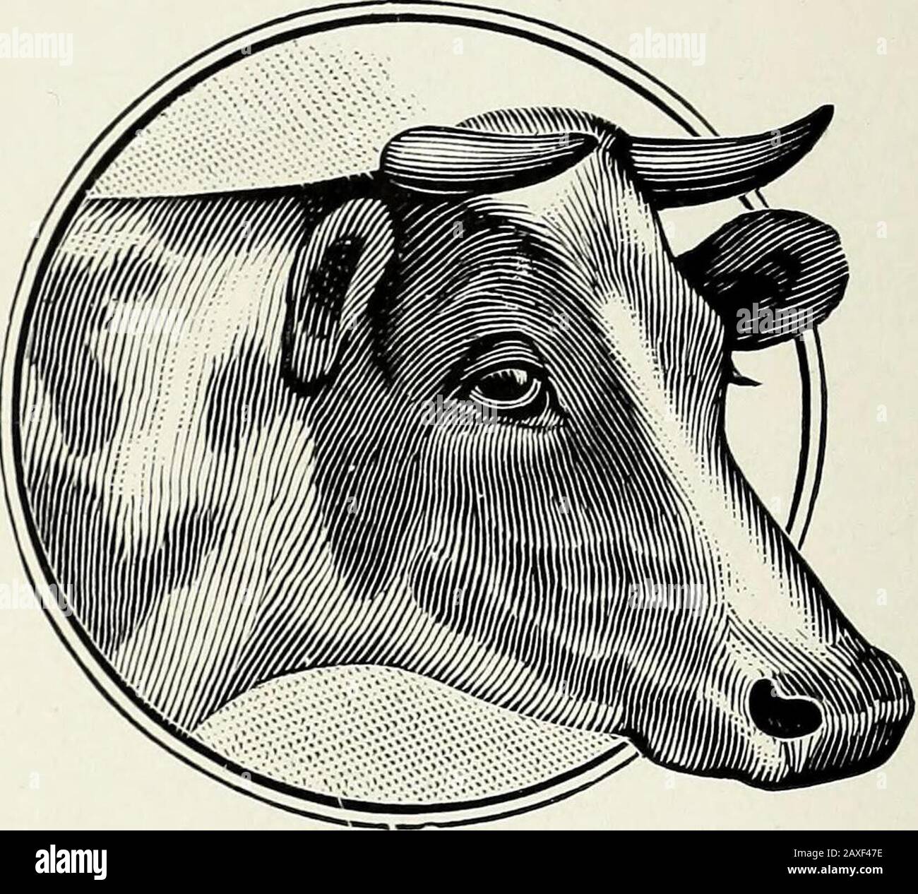 Mutton dressed as lamb hi-res stock photography and images - Alamy