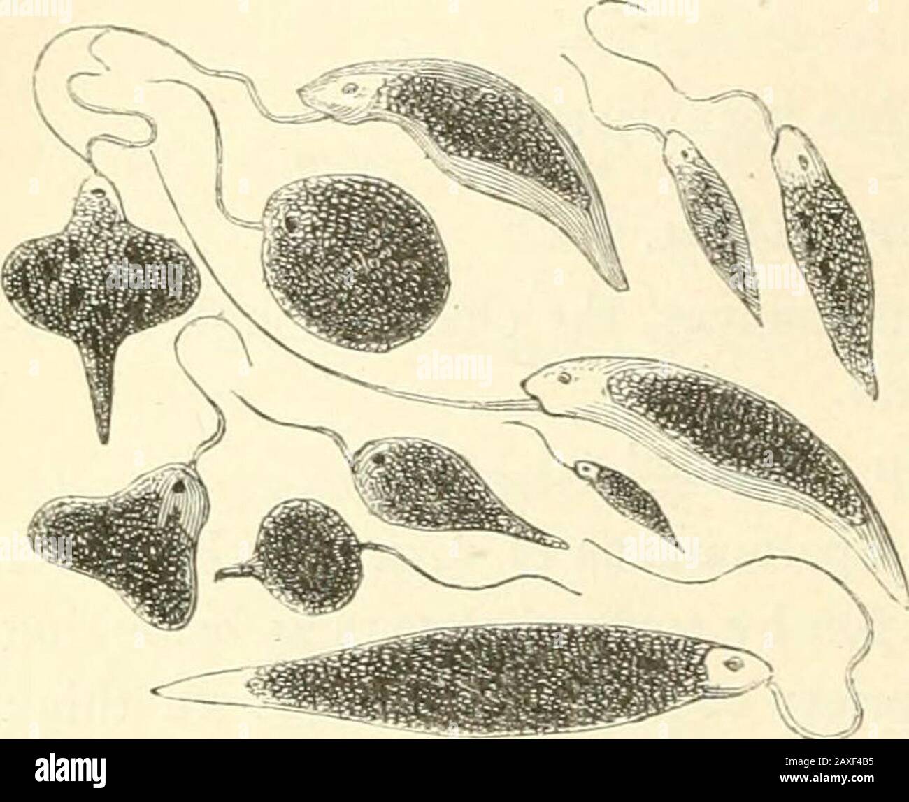 Proboscis possessing hi-res stock photography and images - Alamy