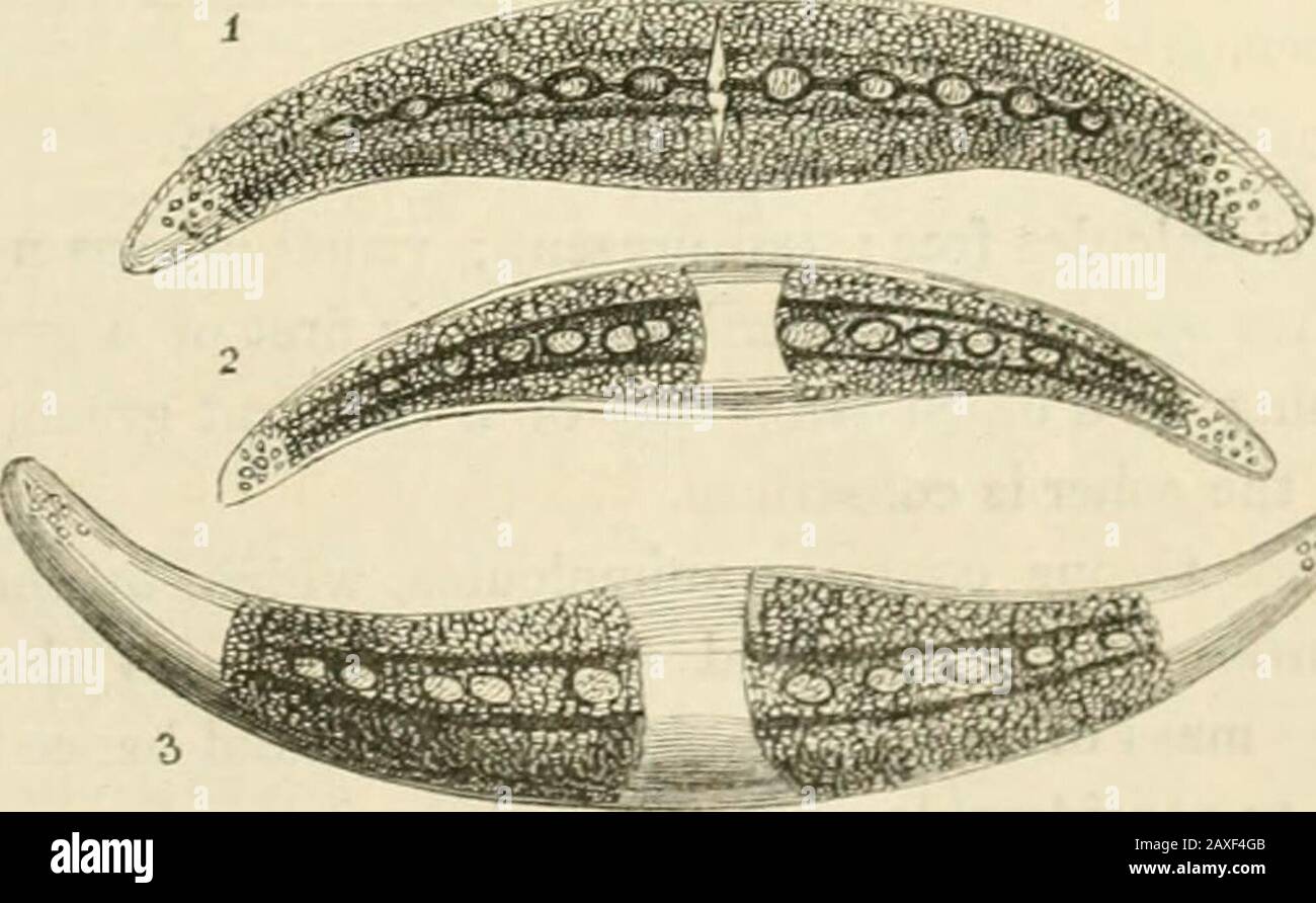 Disciform hi-res stock photography and images - Alamy