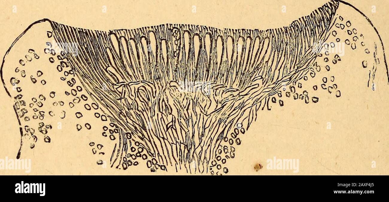 Lichenin hi-res stock photography and images - Alamy