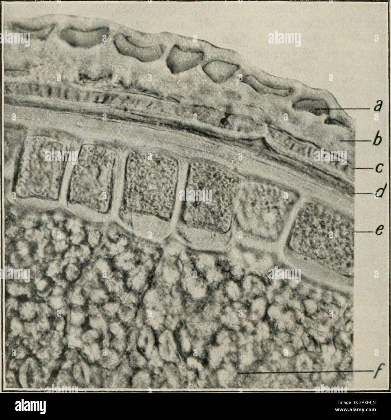 The Journal of the Department of Agriculture, Victoria . Photo.] [(?? C ...