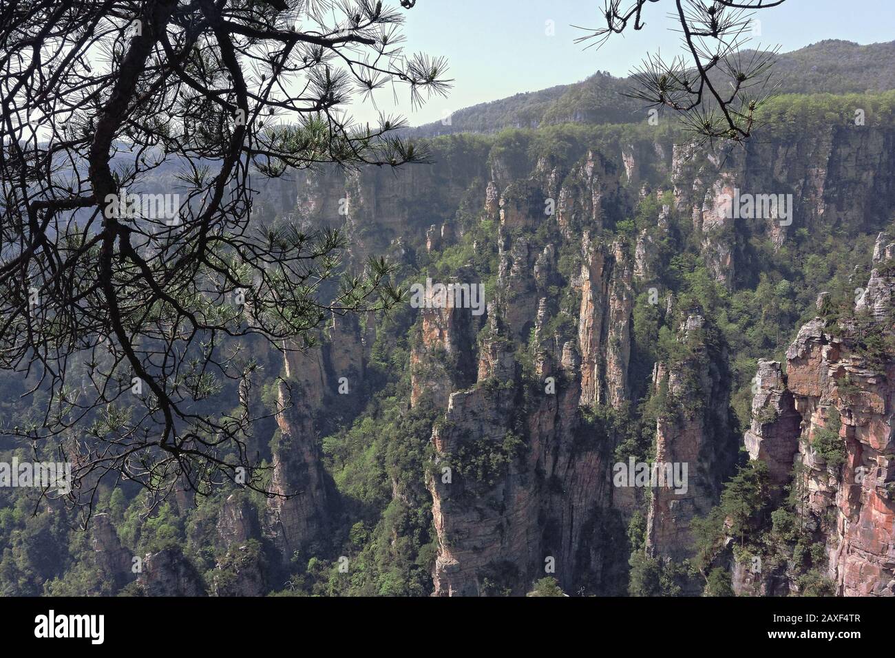Cliff next to the mountain covered with trees and vegetation Stock ...
