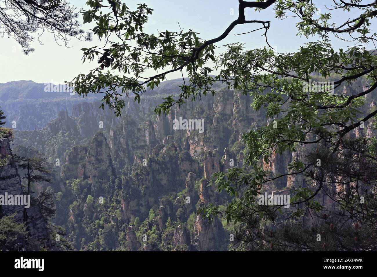 Cliff next to the mountain covered with trees and vegetation Stock ...