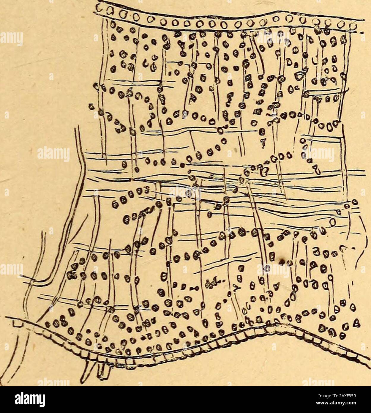 Text-book of structural and physiological botany . FiG. 410.—G raphis ...