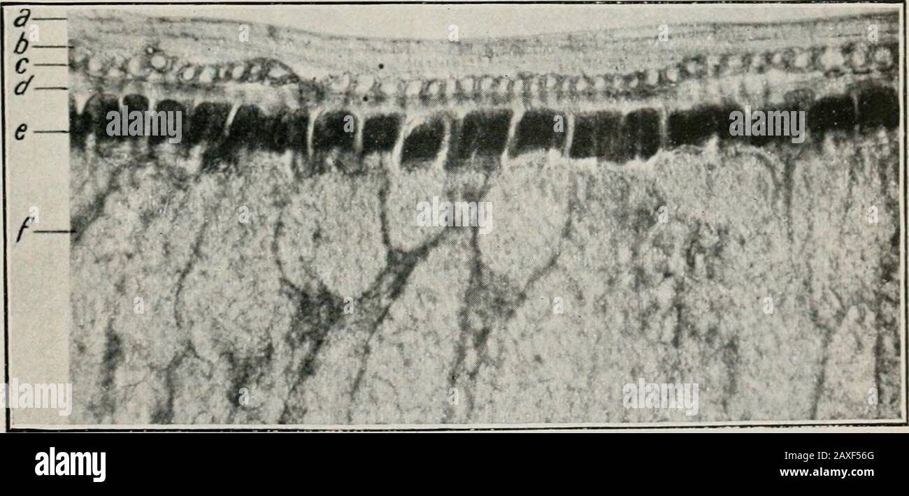 The Journal of the Department of Agriculture, Victoria . Photo.] IC. C ...