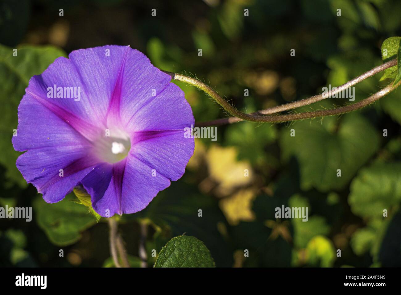 Closeup of a Beach moonflower surrounded by greenery under the sunlight ...