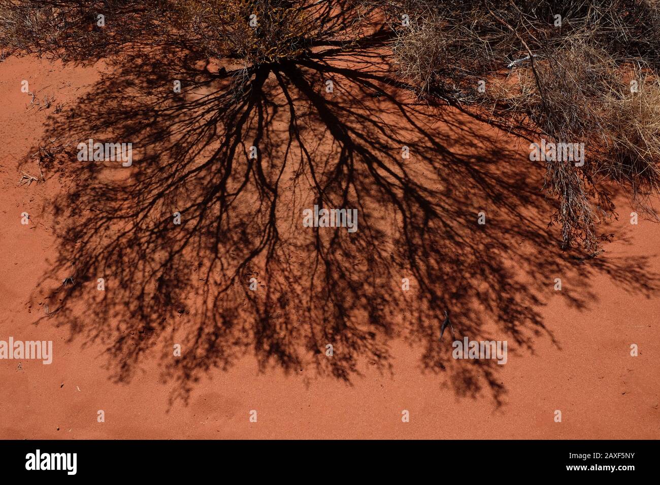 Desert bushes hi-res stock photography and images - Alamy