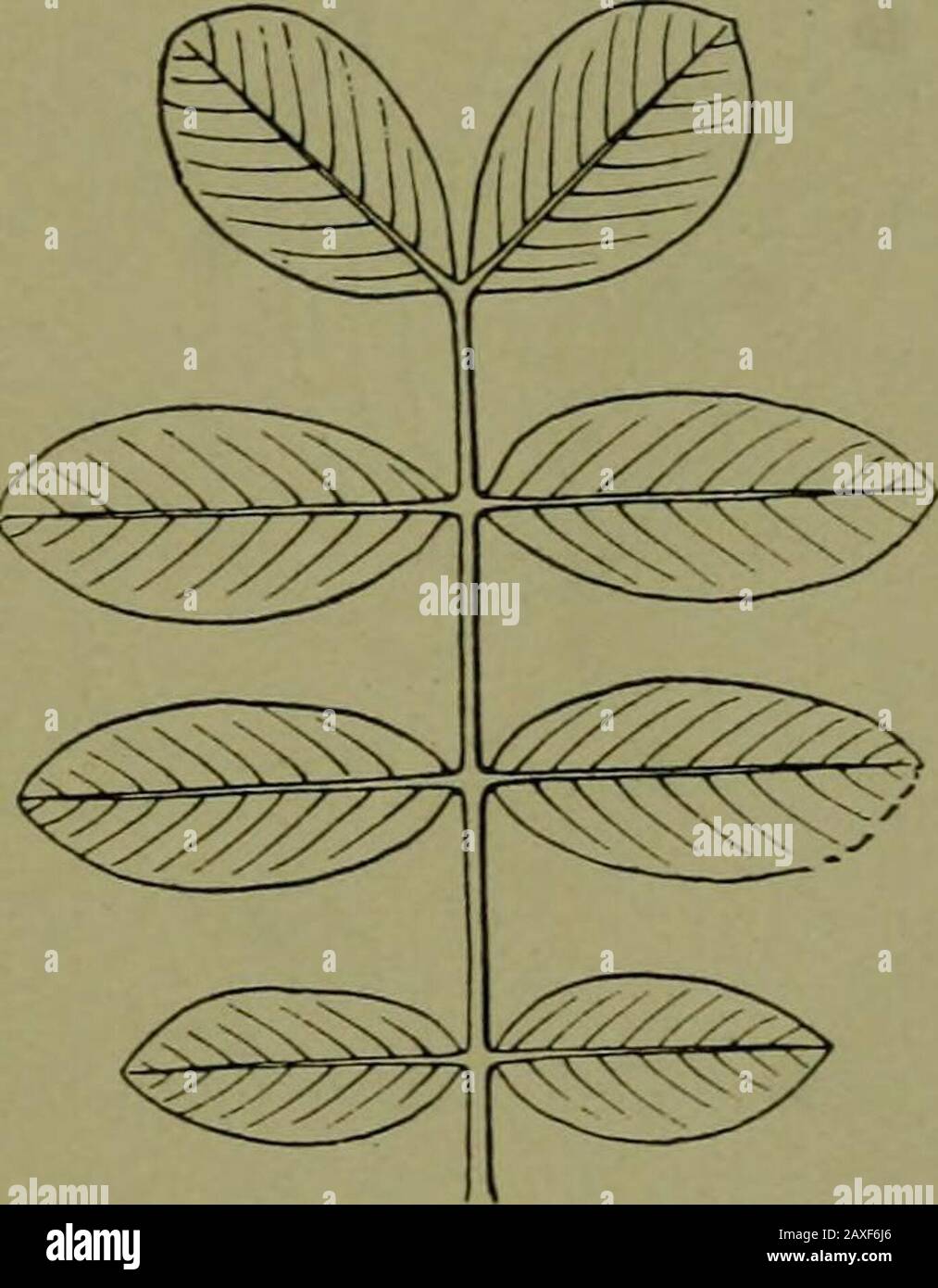 Trifoliate forms hi-res stock photography and images - Alamy