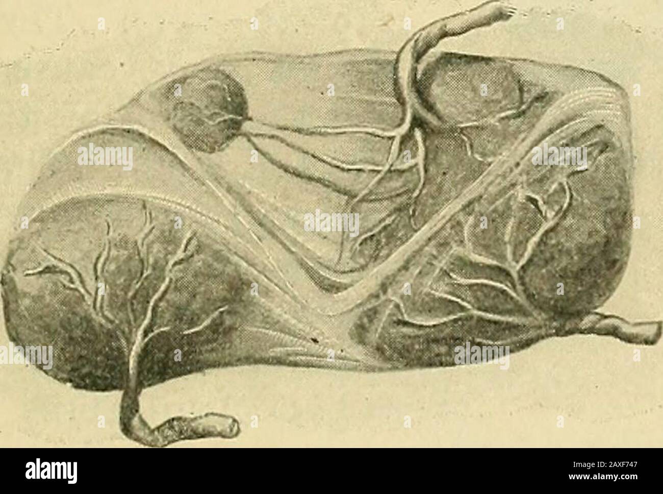 The practice of obstetrics, designed for the use of students and ...