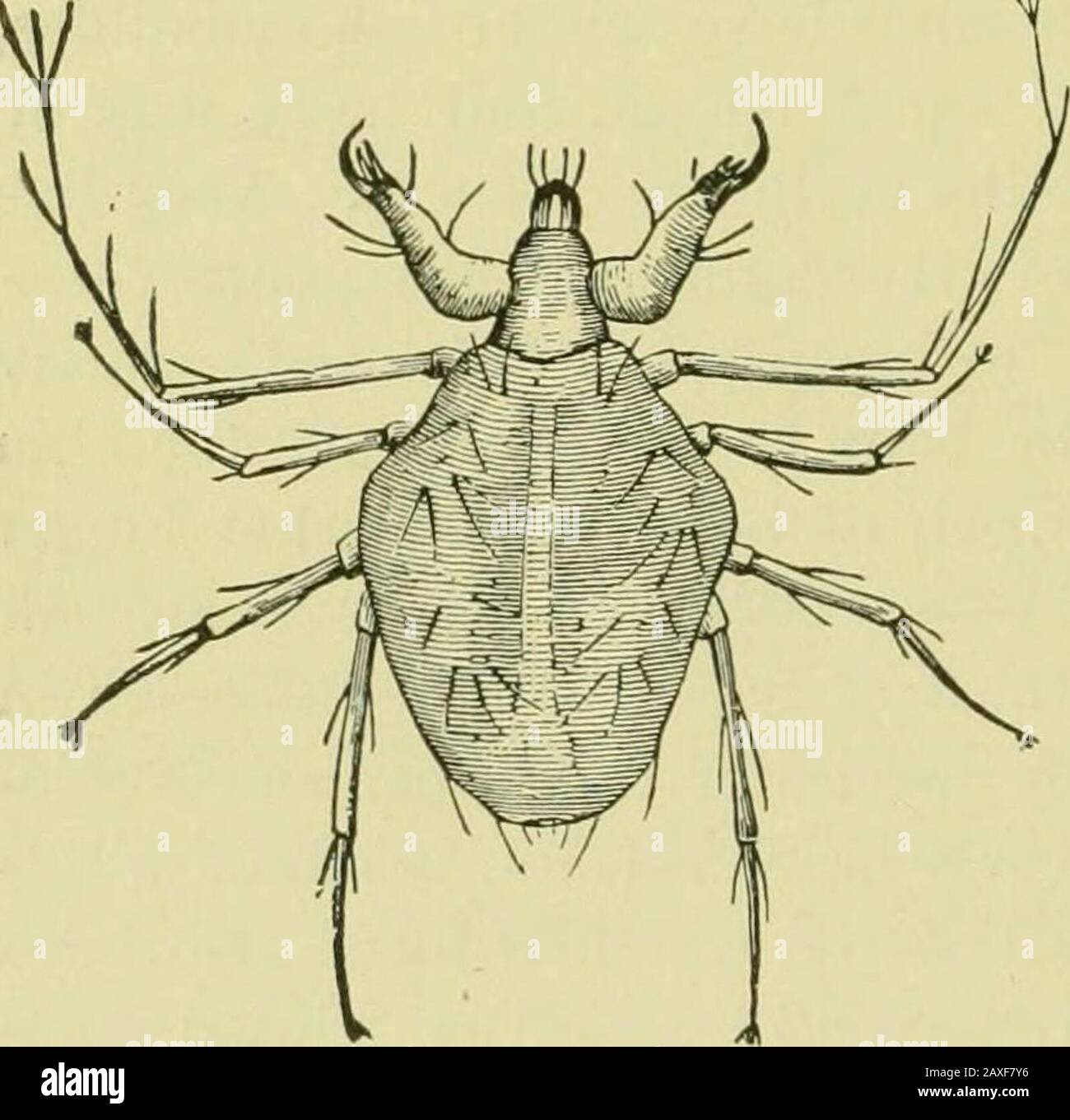 Guide to the study of insects and a treatise on those injurious and ...