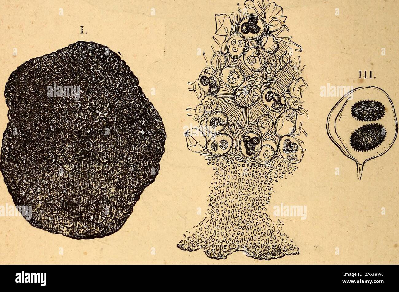 Opening v s b hi-res stock photography and images - Alamy