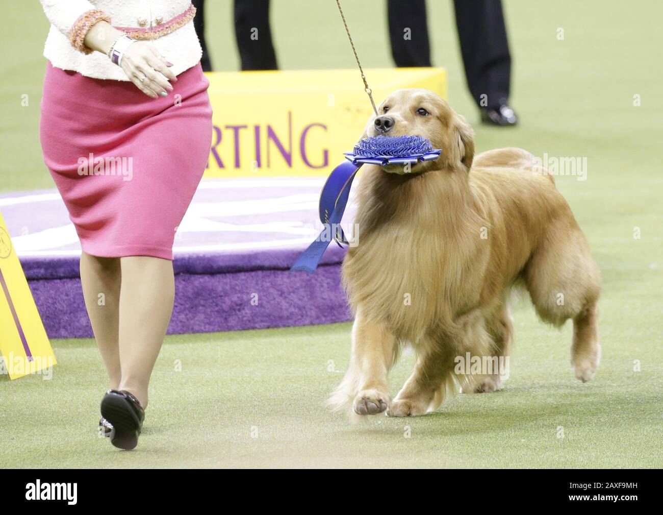 New York, United States. 11th Feb, 2020. Daniel the Golden Retriever ...