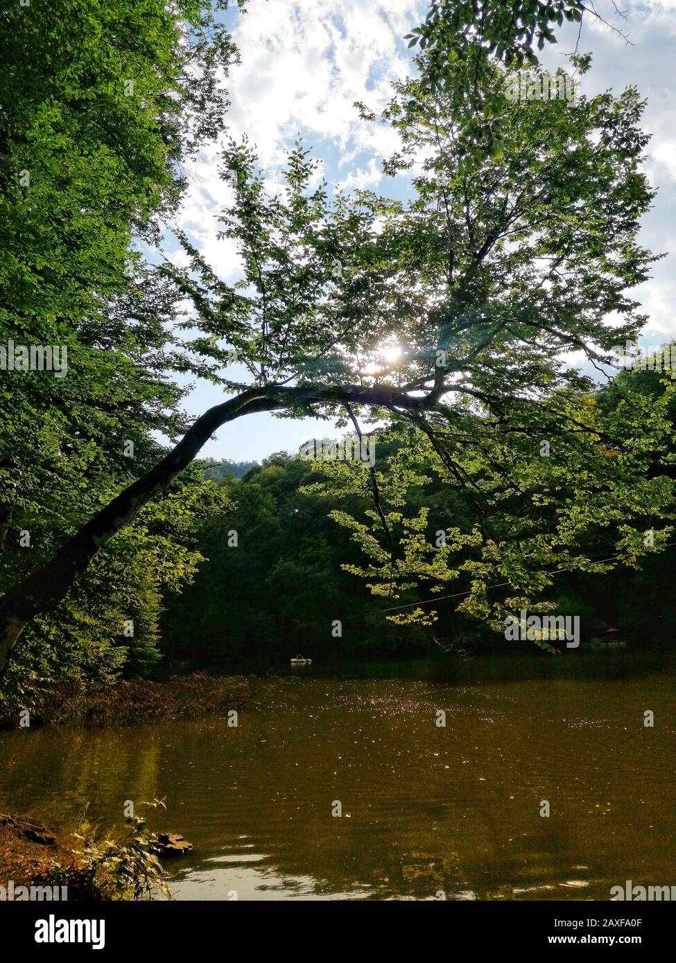 Vertical shot of a tilted tree and a lake during daytime Stock Photo ...