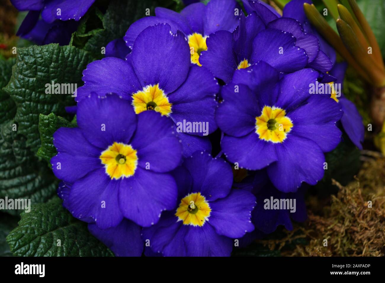 Closeup shot of a bunch or beautiful blue primrose flowers in a garden ...