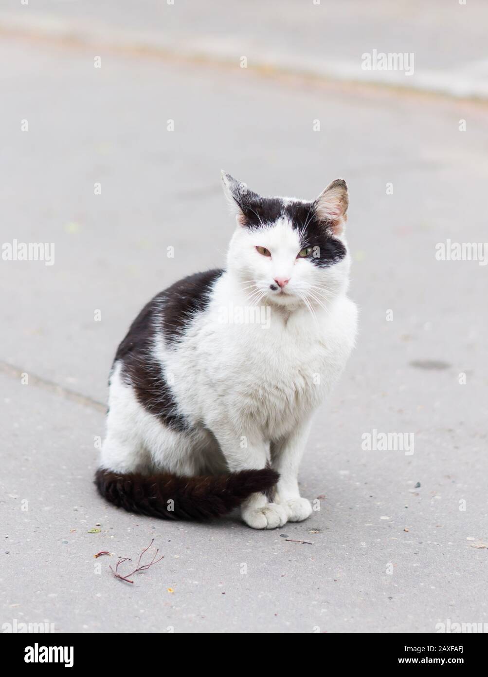 Vertical shot of a black and white cat sitting on the street Stock ...