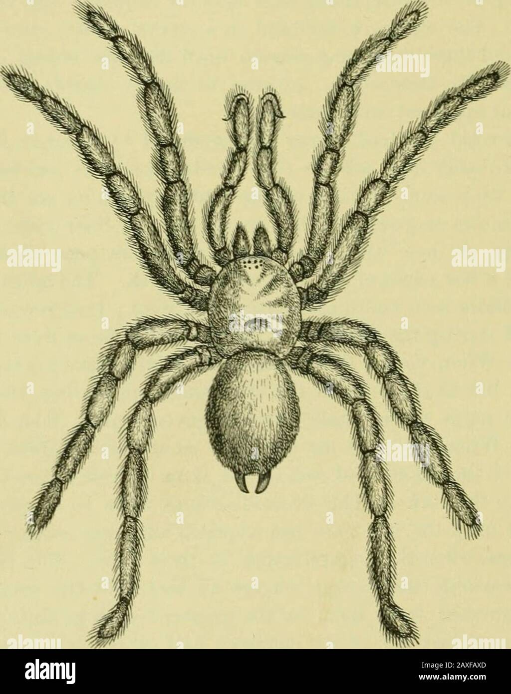 Guide to the study of insects and a treatise on those injurious and ...