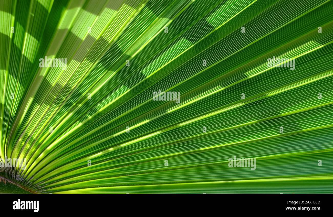 Detail of a palm tree leaf - fan like pattern of a lush green leaf ...