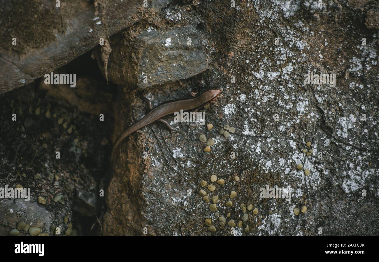 Overhead shot of a brown lizard walking on the stone Stock Photo - Alamy