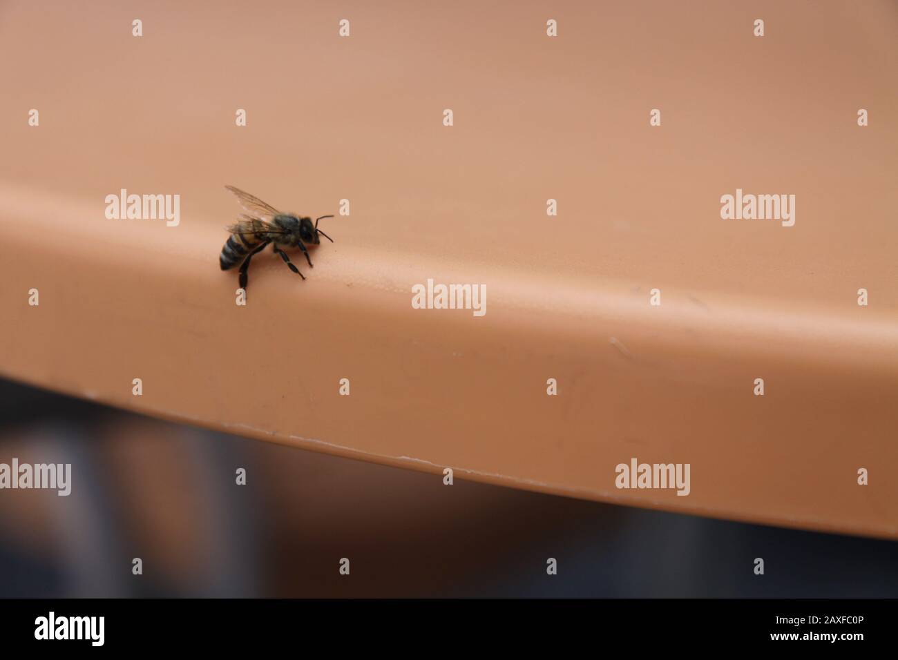 Closeup of a bee on the table under the lights with a blurry background ...