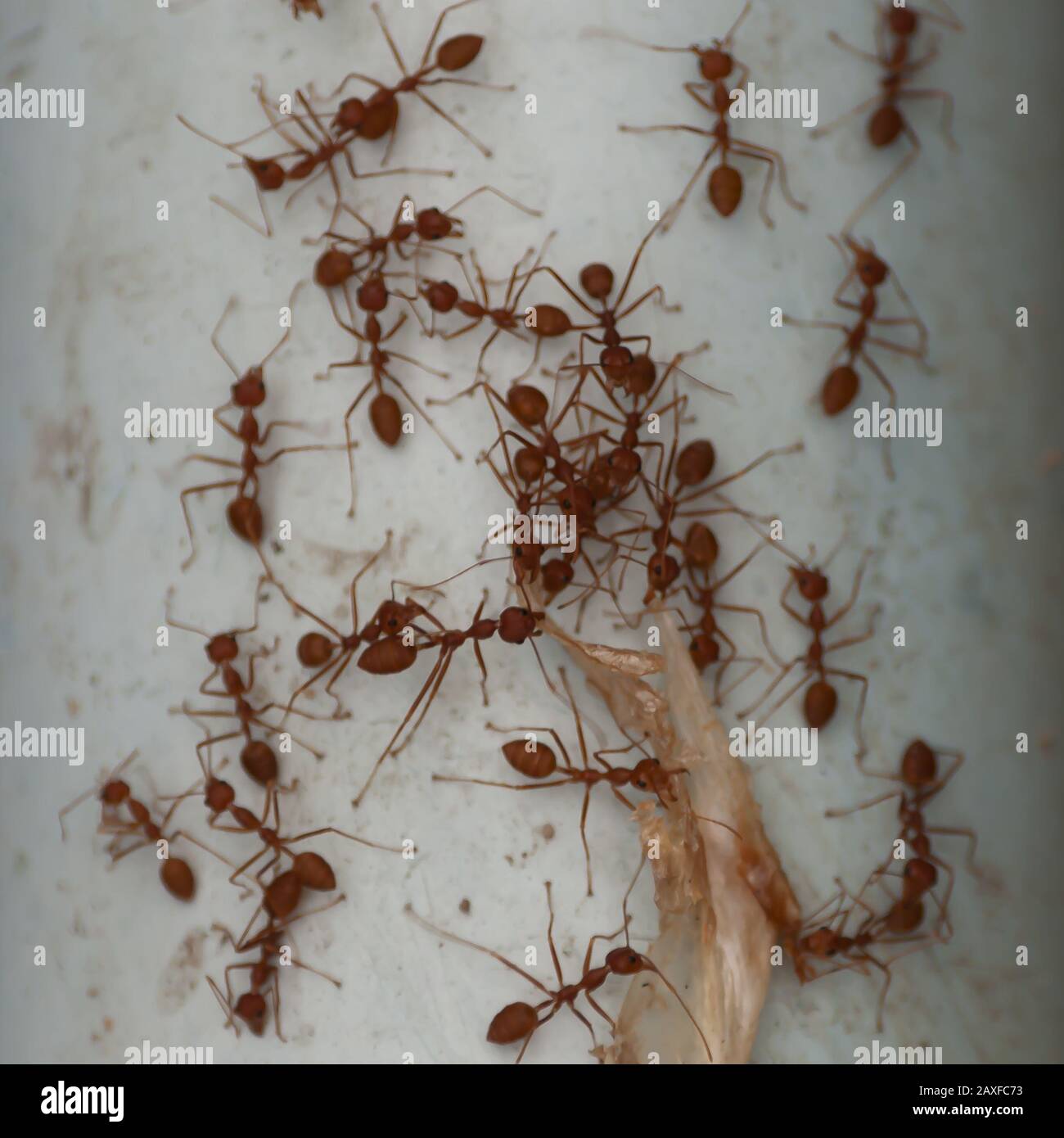 Ants carrying on leaves hi-res stock photography and images - Alamy