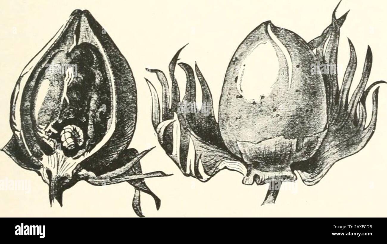 Chewing insects hi-res stock photography and images - Alamy