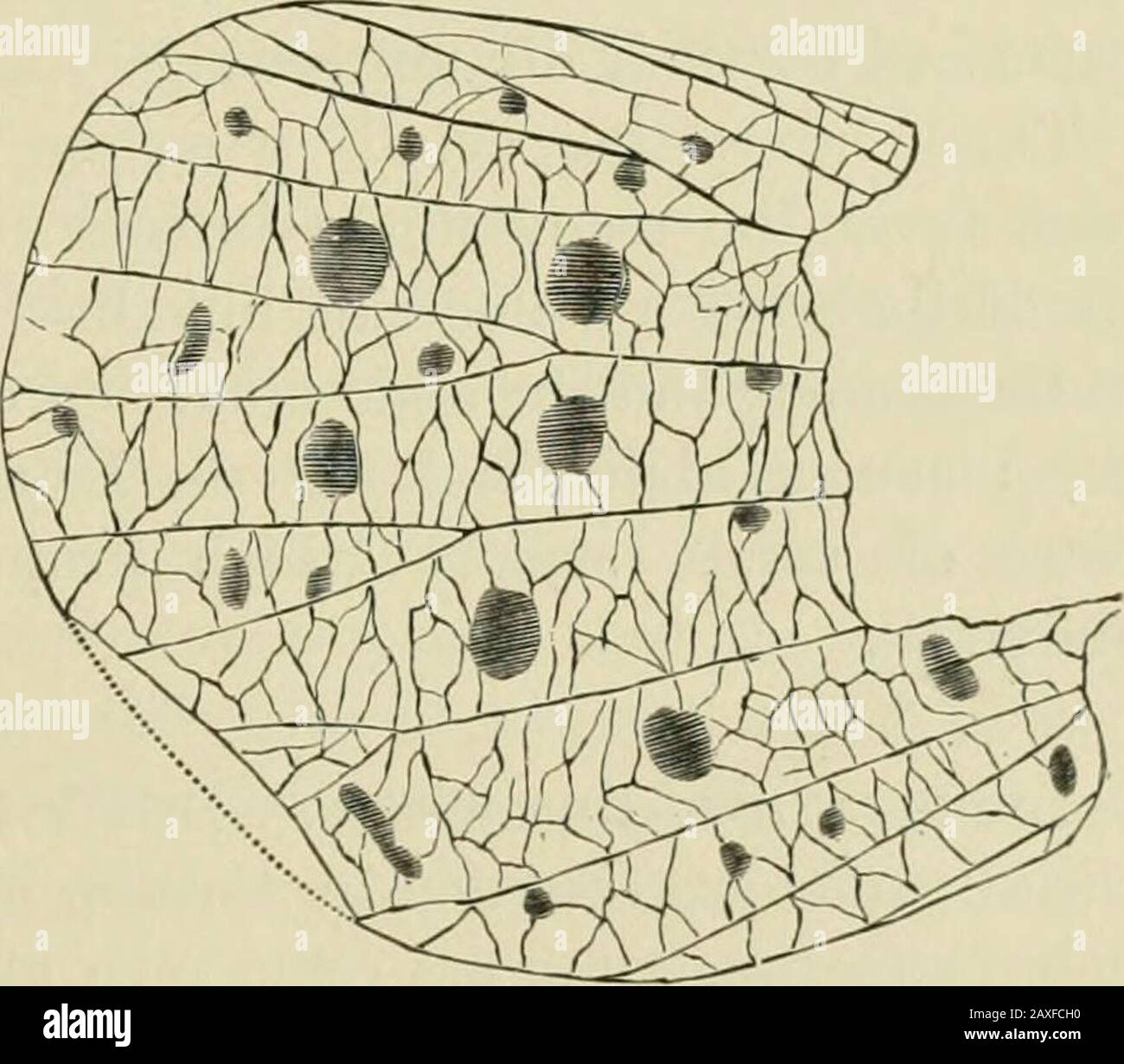 Tibial spurs hi-res stock photography and images - Alamy