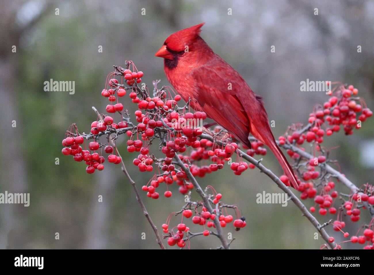 Grossbeak hi-res stock photography and images - Alamy