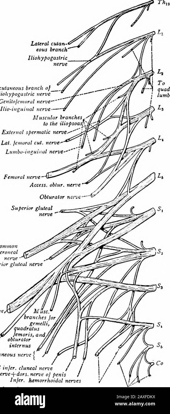A manual of anatomy . ller ventral andlarger dorsal divisions. The ...