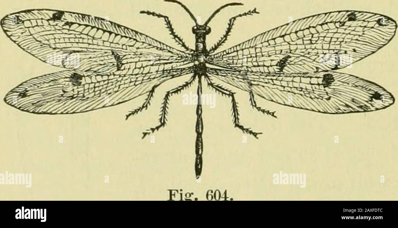 Oval insect eggs hi-res stock photography and images - Alamy