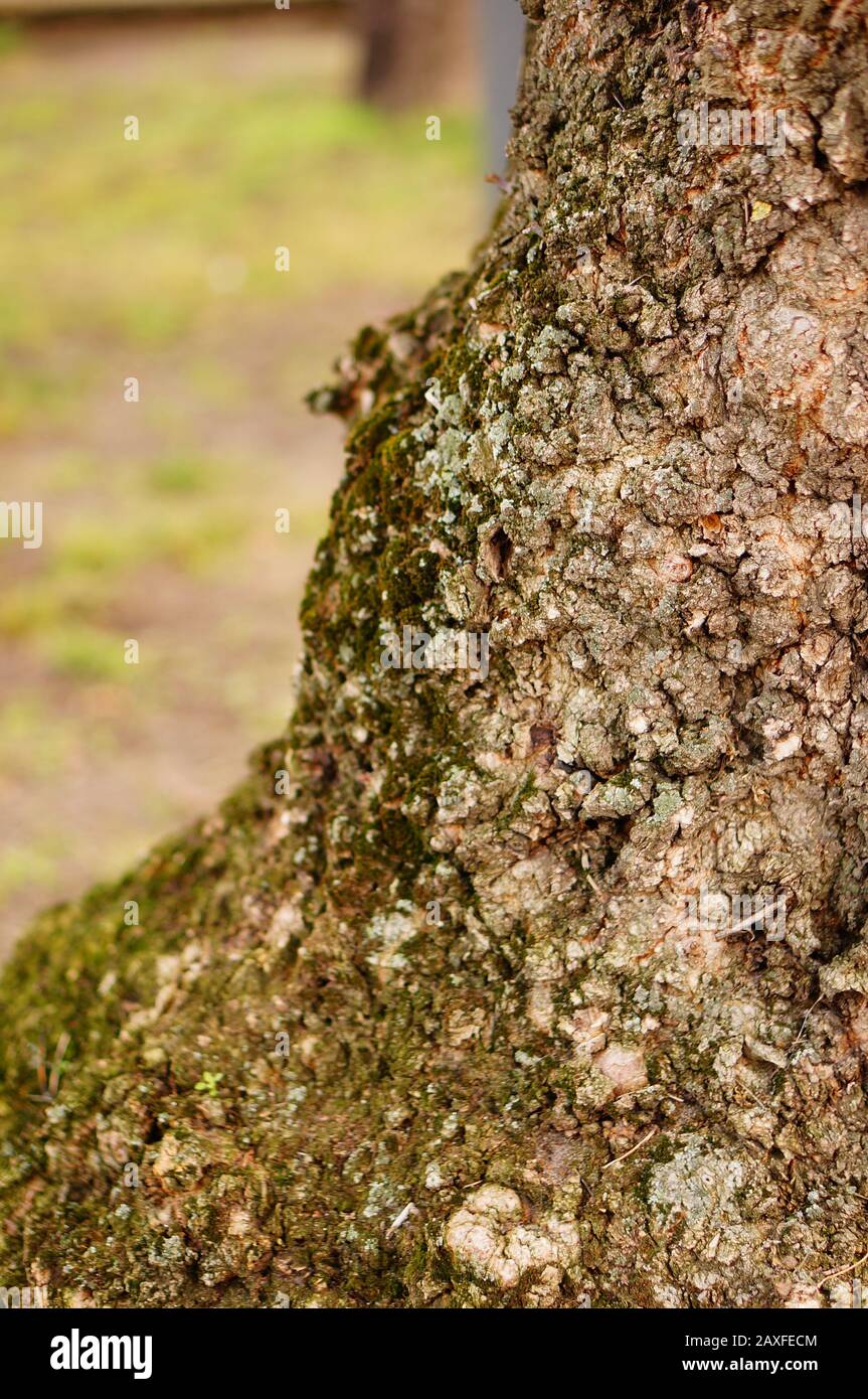 Closeup vertical shot of a bulge on a tree trunk Stock Photo - Alamy