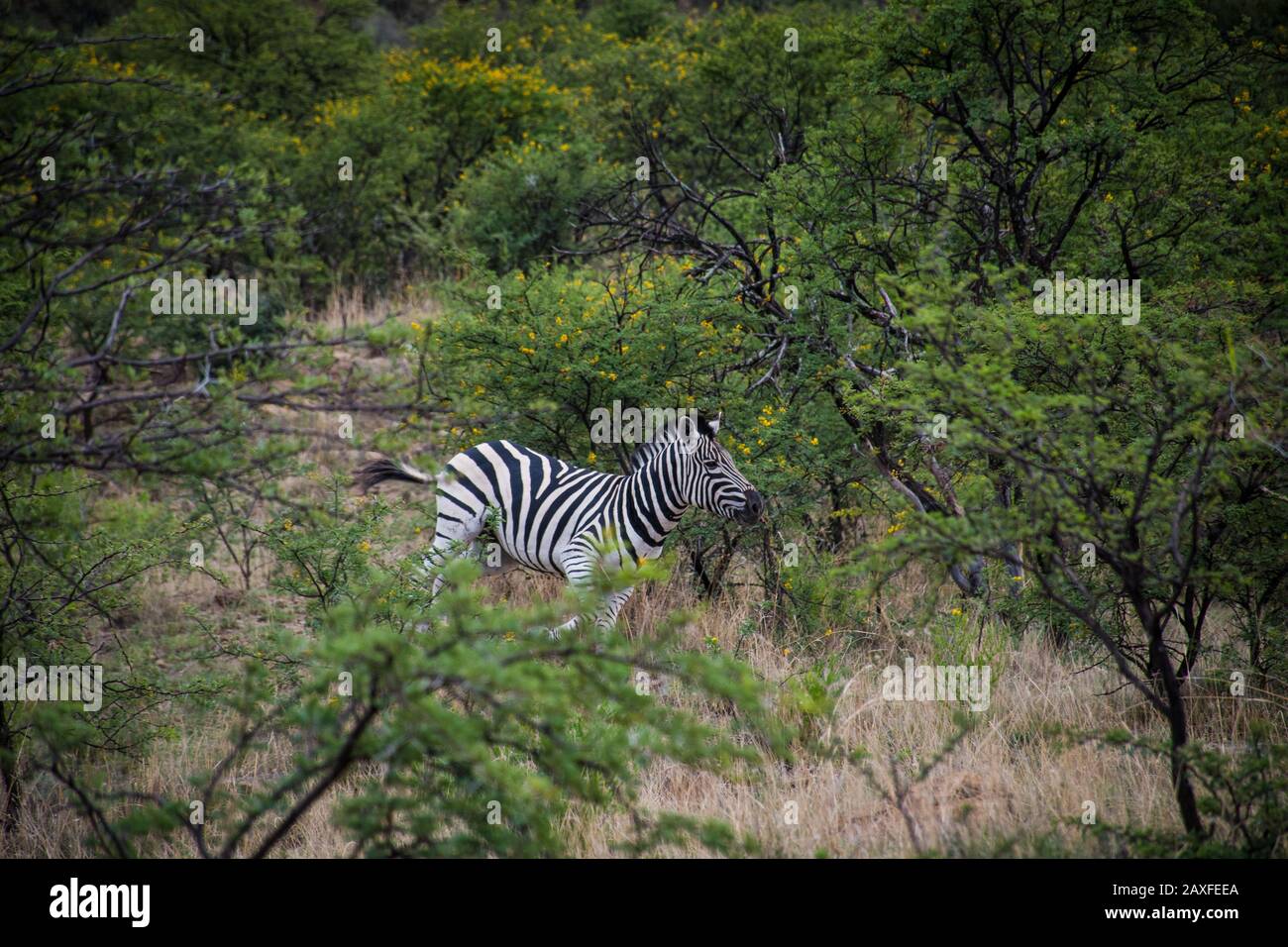 Conservations hi-res stock photography and images - Alamy