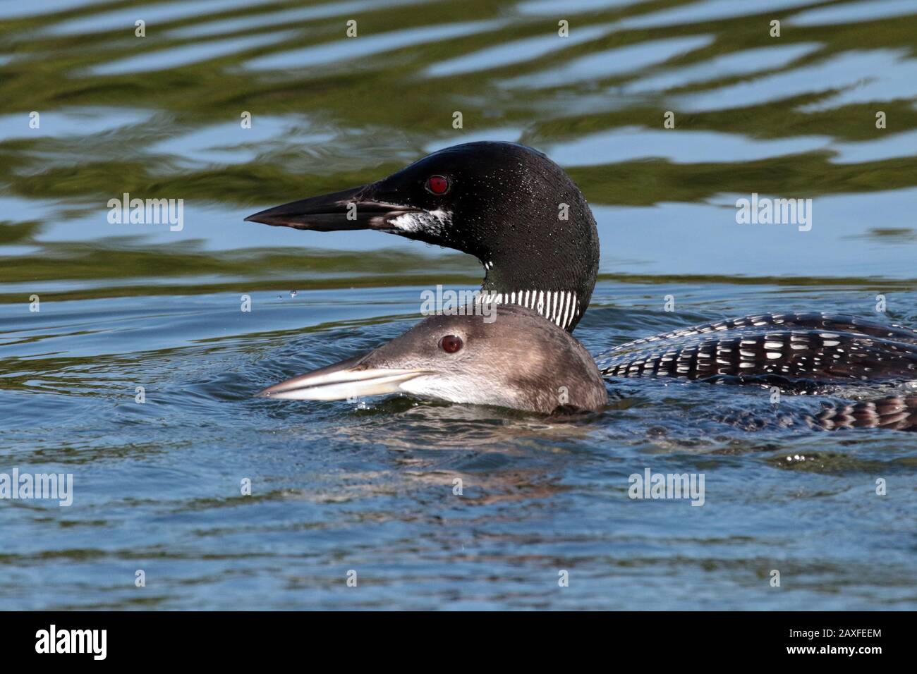 Common Loon in lake with baby Stock Photo - Alamy