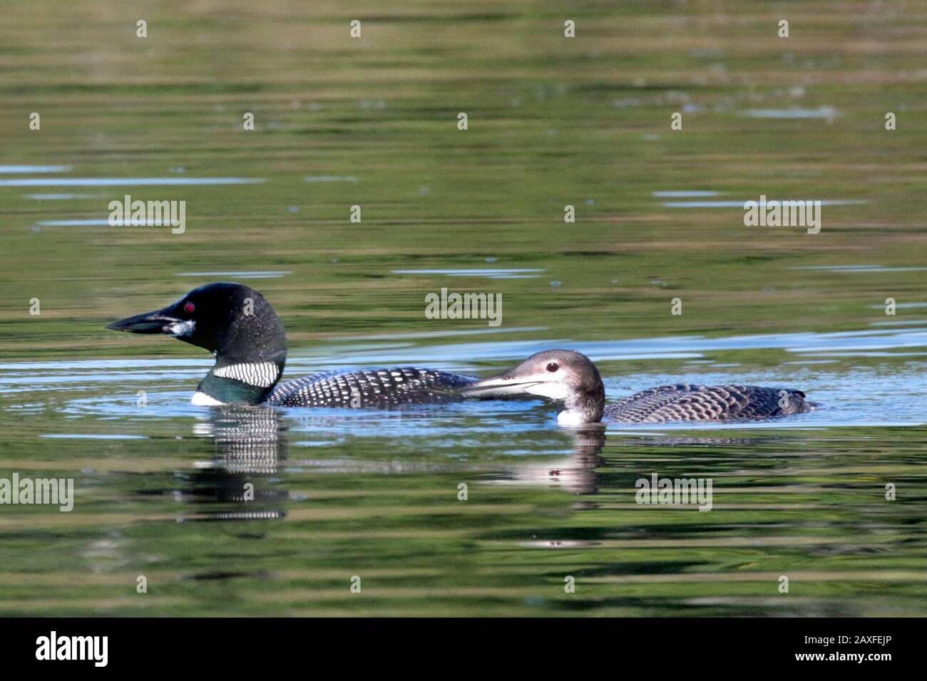 Common Loon in lake with baby Stock Photo - Alamy
