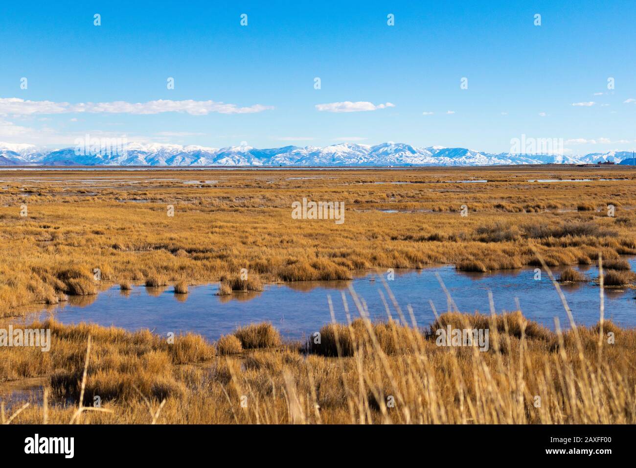 marshy area with snowy mountains in background Stock Photo - Alamy