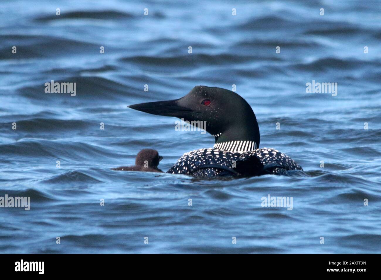 Common Loon in lake with baby Stock Photo - Alamy