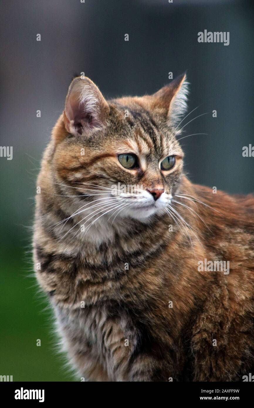 Marbled Bengal Cat High Resolution Stock Photography and Images - Alamy