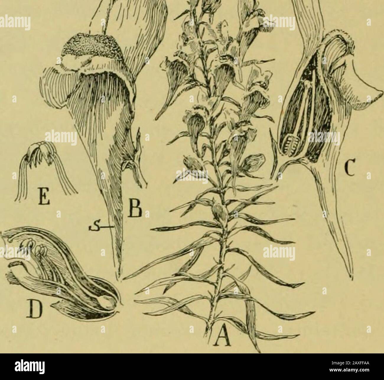 Nature and development of plants . FiG- 333- Examples of the figwort ...