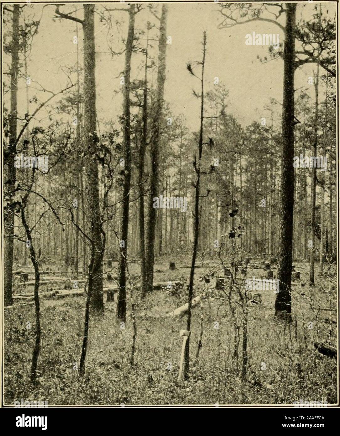 The longleaf pine in virgin forest ; a silvical study . t in the crowns ...